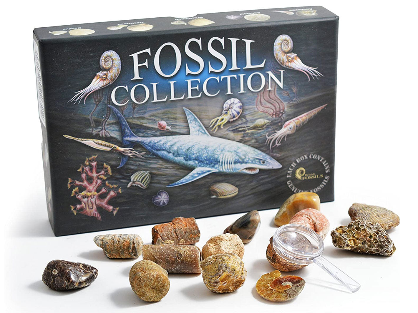 Fossil Collection – Questacon